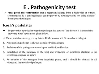 bacterial plant diseases DIOGNOSIS.pptx