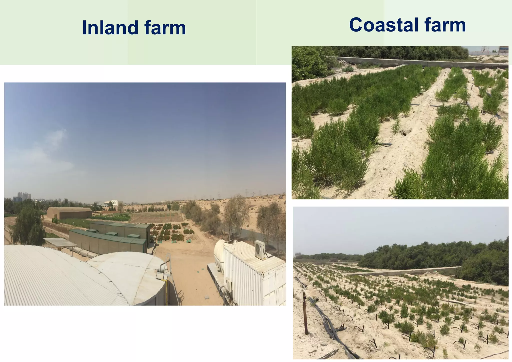 Utilizing the reject brine from desalination for implementing ...