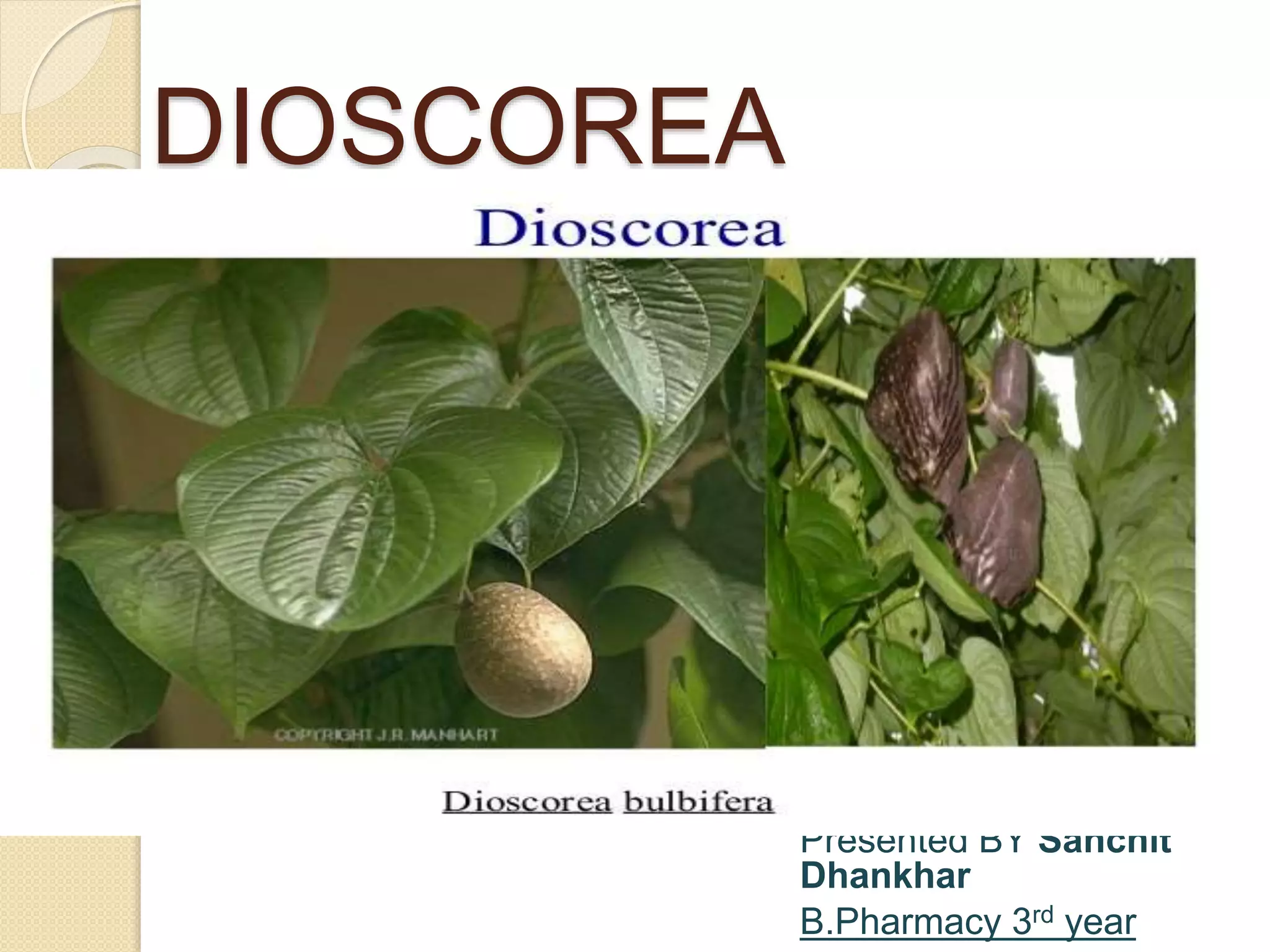 Dioscorea | PPTX