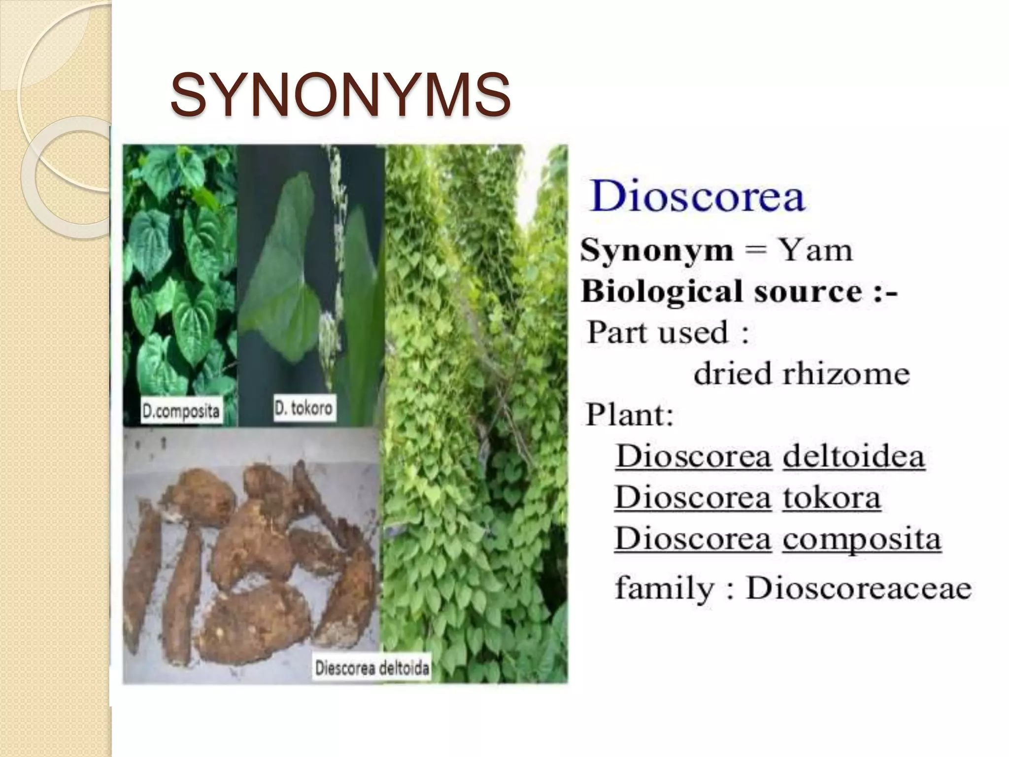 Dioscorea | PPTX