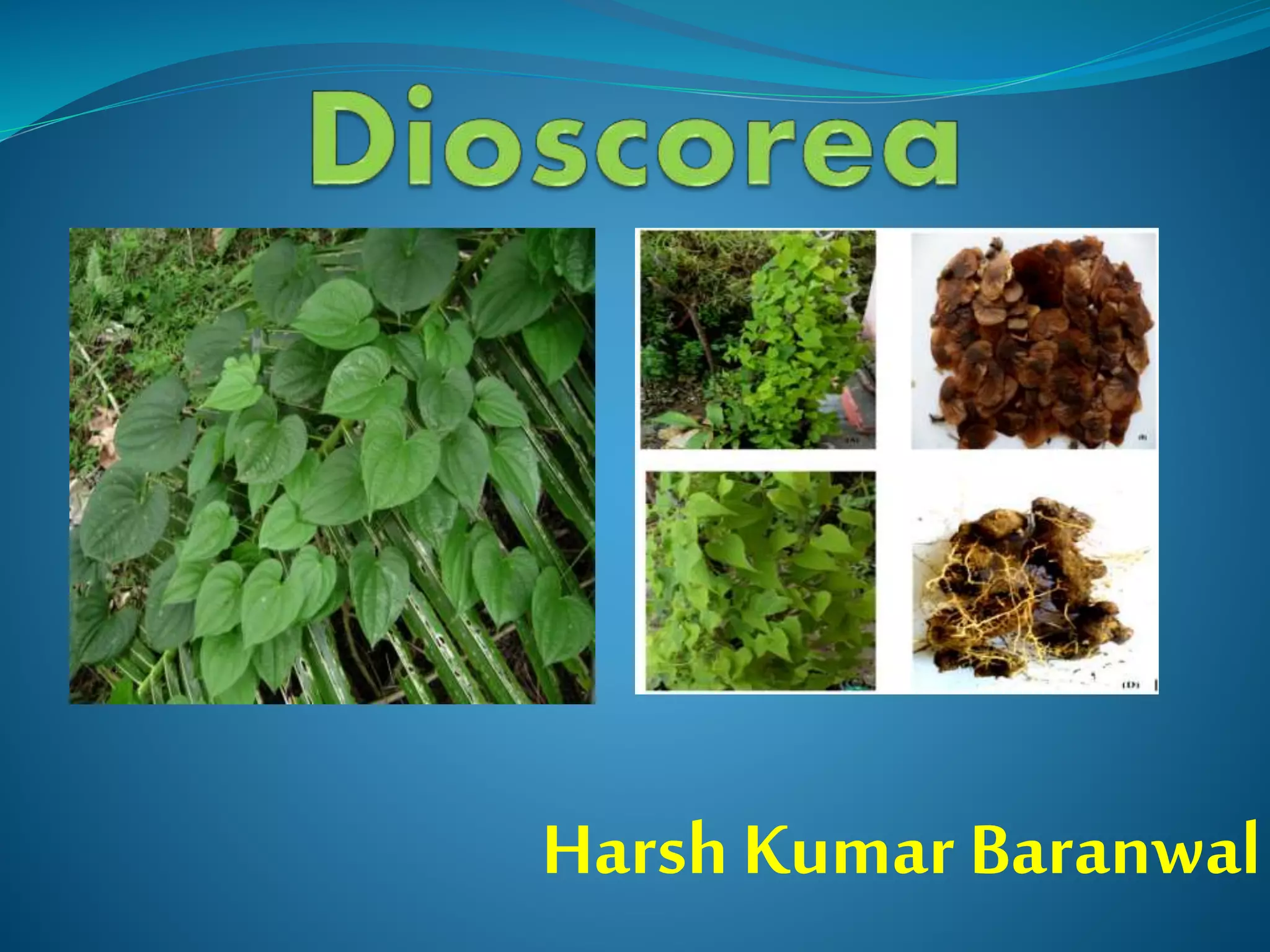 Dioscorea | PPTX