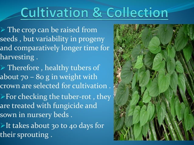 Dioscorea | PPTX | Endocrine and Metabolic Diseases | Diseases and Conditions