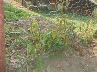 Dioscorea deltoida | PPTX