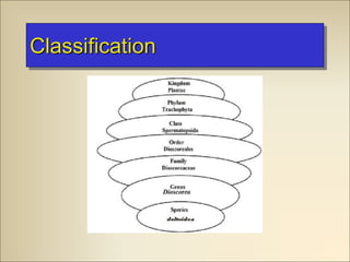 Dioscorea deltoida | PPTX