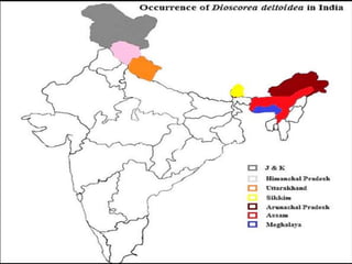 Dioscorea deltoida | PPTX