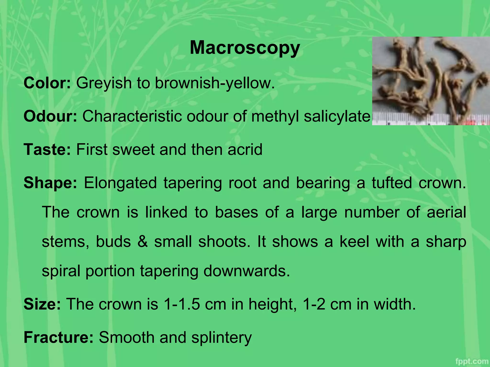 Dioscorea, Senega | PPT