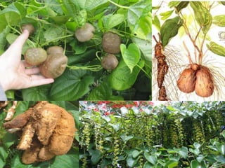 Dioscorea, Senega | PPT