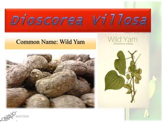 Dioscorea Villosa- Homoeopathic medicine | PPT