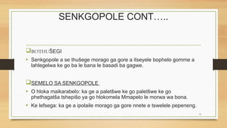 Sehlopha sa Baphalaborwa ba Kgosi Matome Shokane | PPT