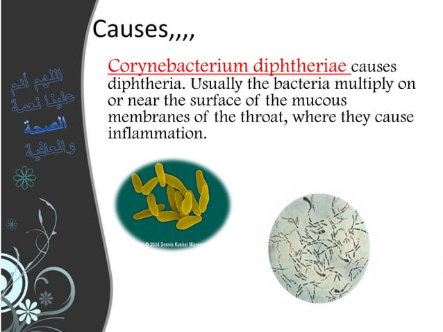 Diphtheria | PDF | Infectious Diseases | Diseases and Conditions