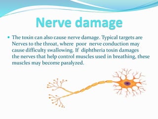 Diphtheria | PPTX | Infectious Diseases | Diseases and Conditions