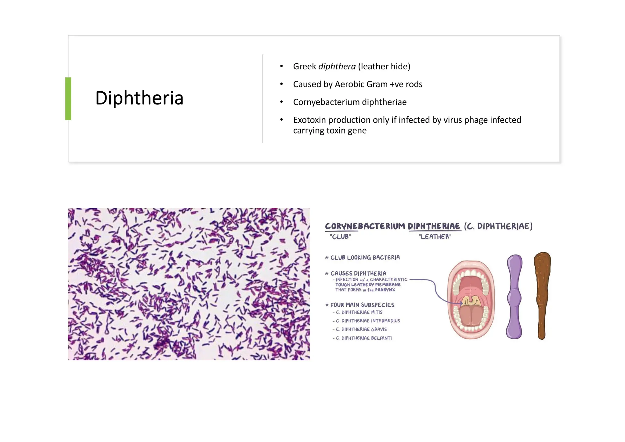 Diphtheria.pdf