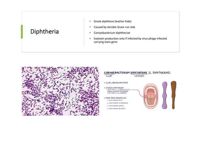 Diphtheria.pdf