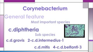 diphtheria and listeria and thier virulence factor pptx | PPT