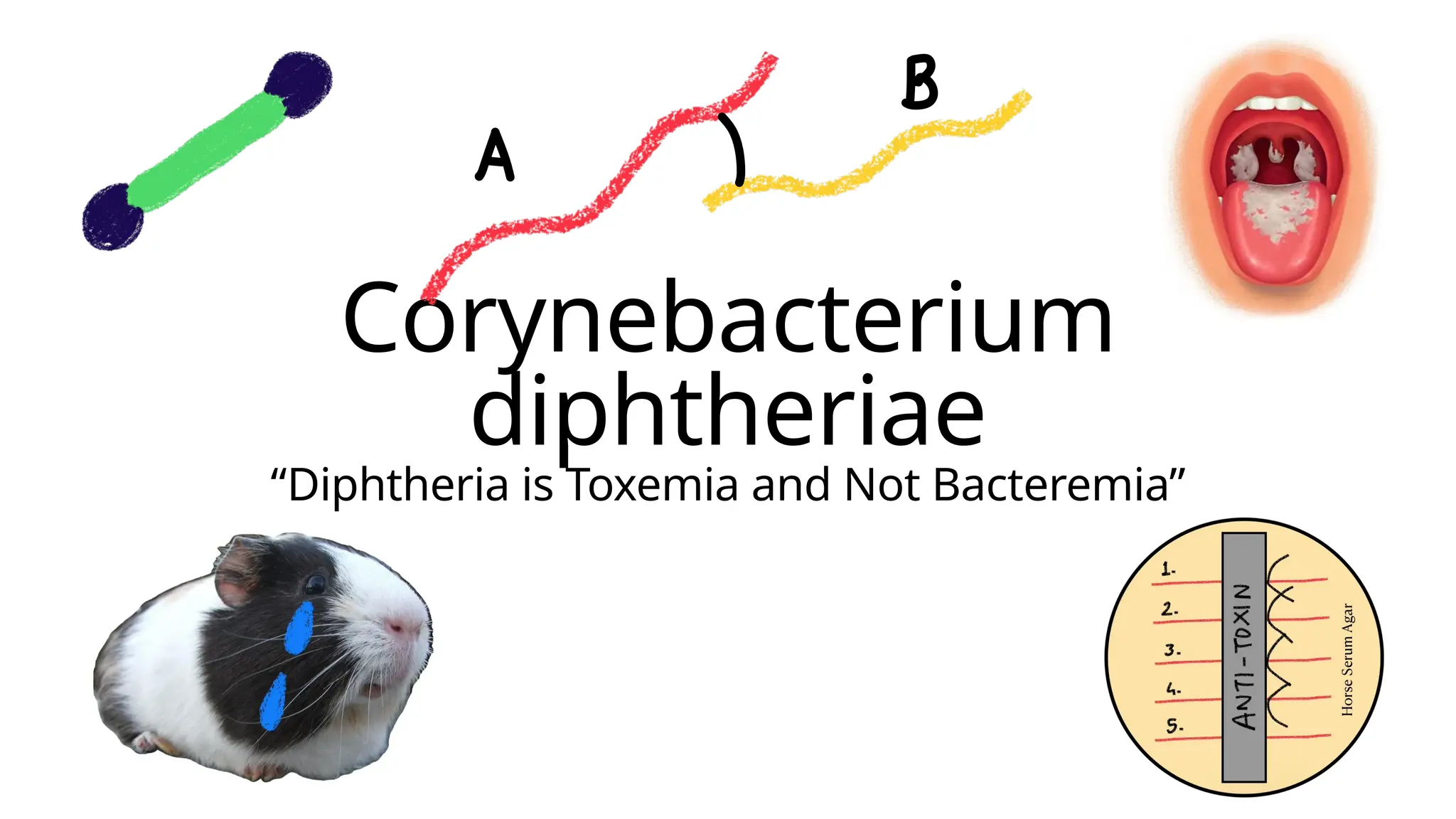 Corynebacterium diphtheriae : Essentials for MBBS Microbiology | PPTX