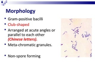 Diphtheria - Prac. Microbiology | PPT