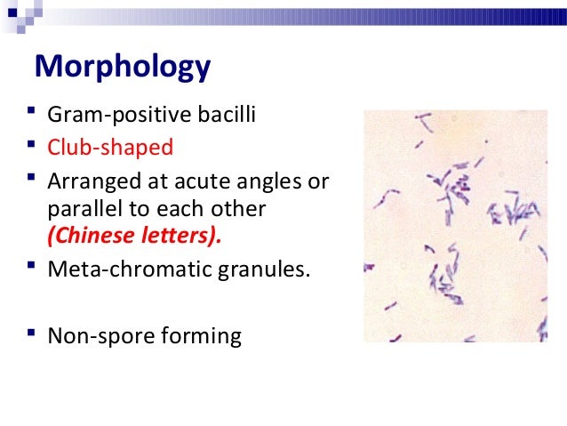 Diphtheria - Prac. Microbiology