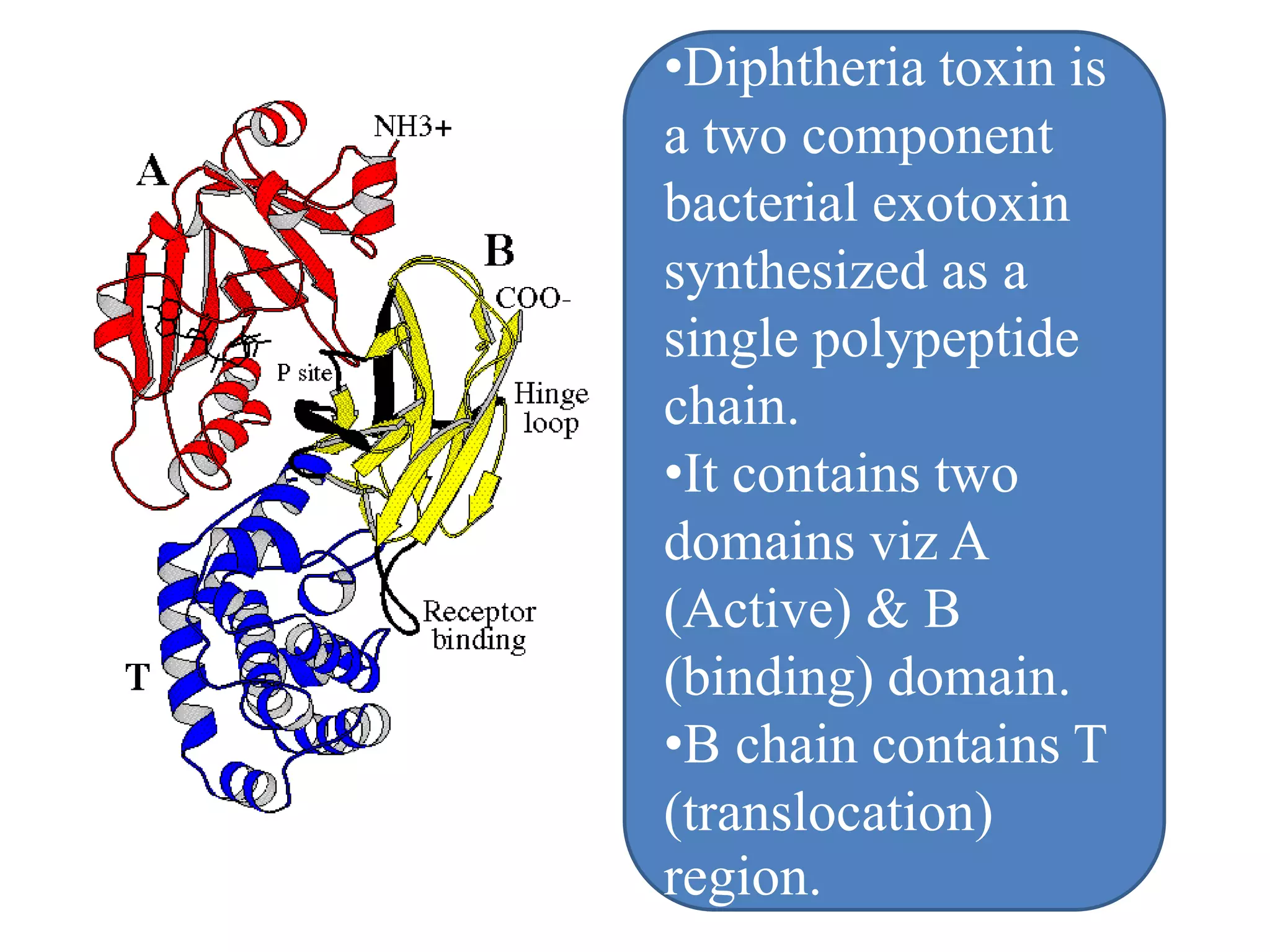 Diphtheria, Clinical microbiology (Himani Bhushan) | PPTX