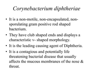 Diphtheria, Clinical microbiology (Himani Bhushan) | PPT