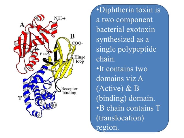 Diphtheria, Clinical microbiology (Himani Bhushan) | PPT