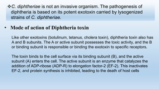 Diphtheria microbiology presentation . | PPTX