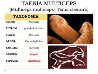 Diphyllobothrium multiceps multiceps | PDF