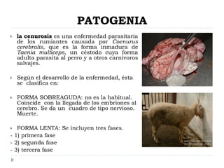 Diphyllobothrium multiceps multiceps | PDF