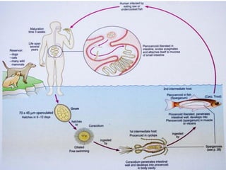 Diphyllobothrium multiceps multiceps | PDF