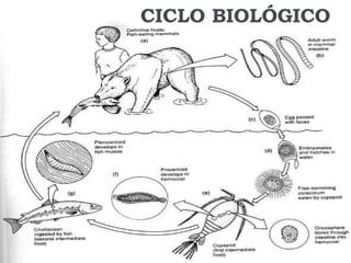 Diphyllobothrium multiceps multiceps | PDF