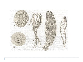 Diphyllobothrium multiceps multiceps | PDF