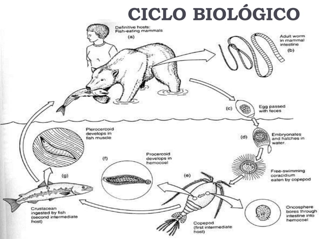 Diphyllobothrium multiceps multiceps