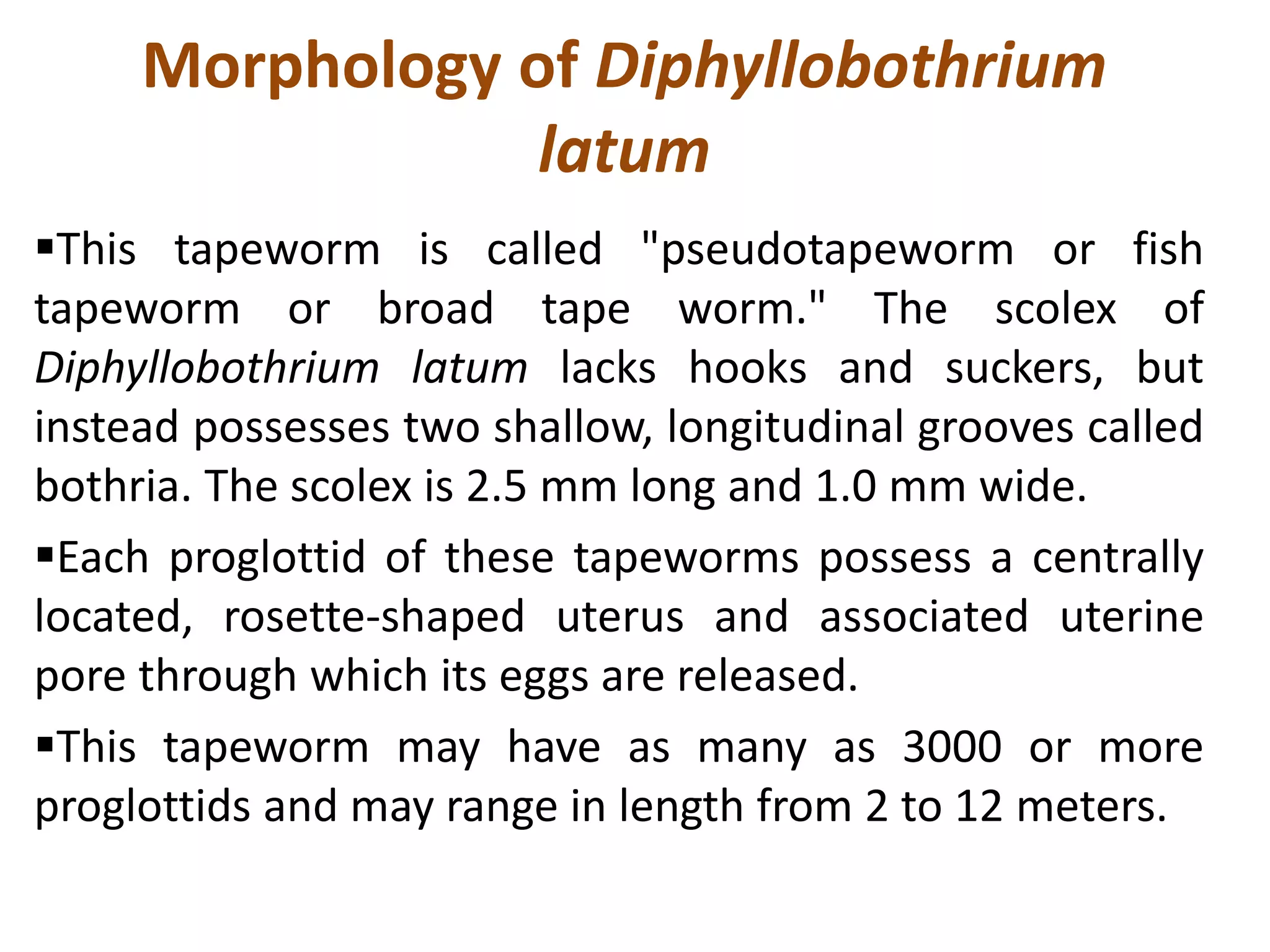 Diphyllobothrium latum | PPTX