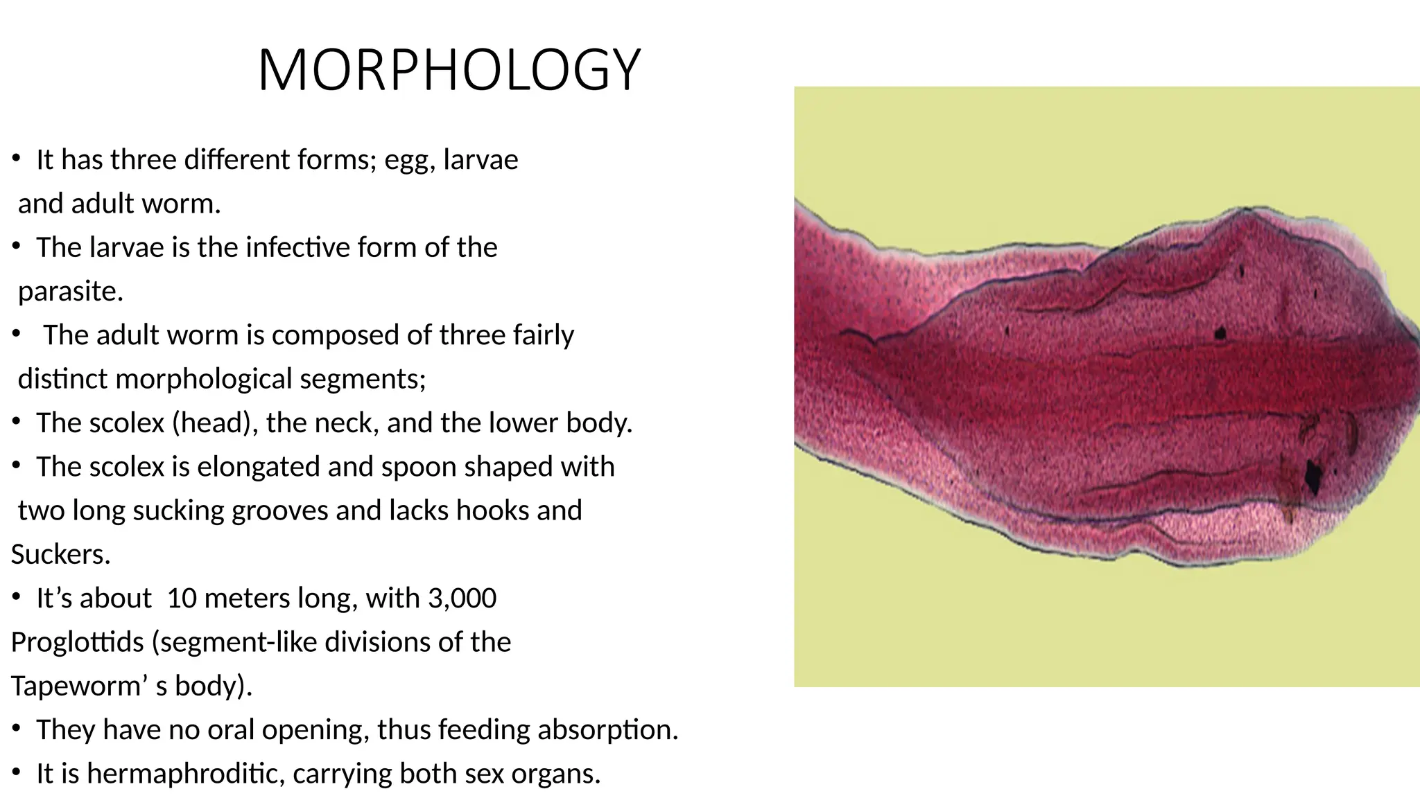DIPHYLLOBOTHRIUM LATUM.pptx. . | PPTX