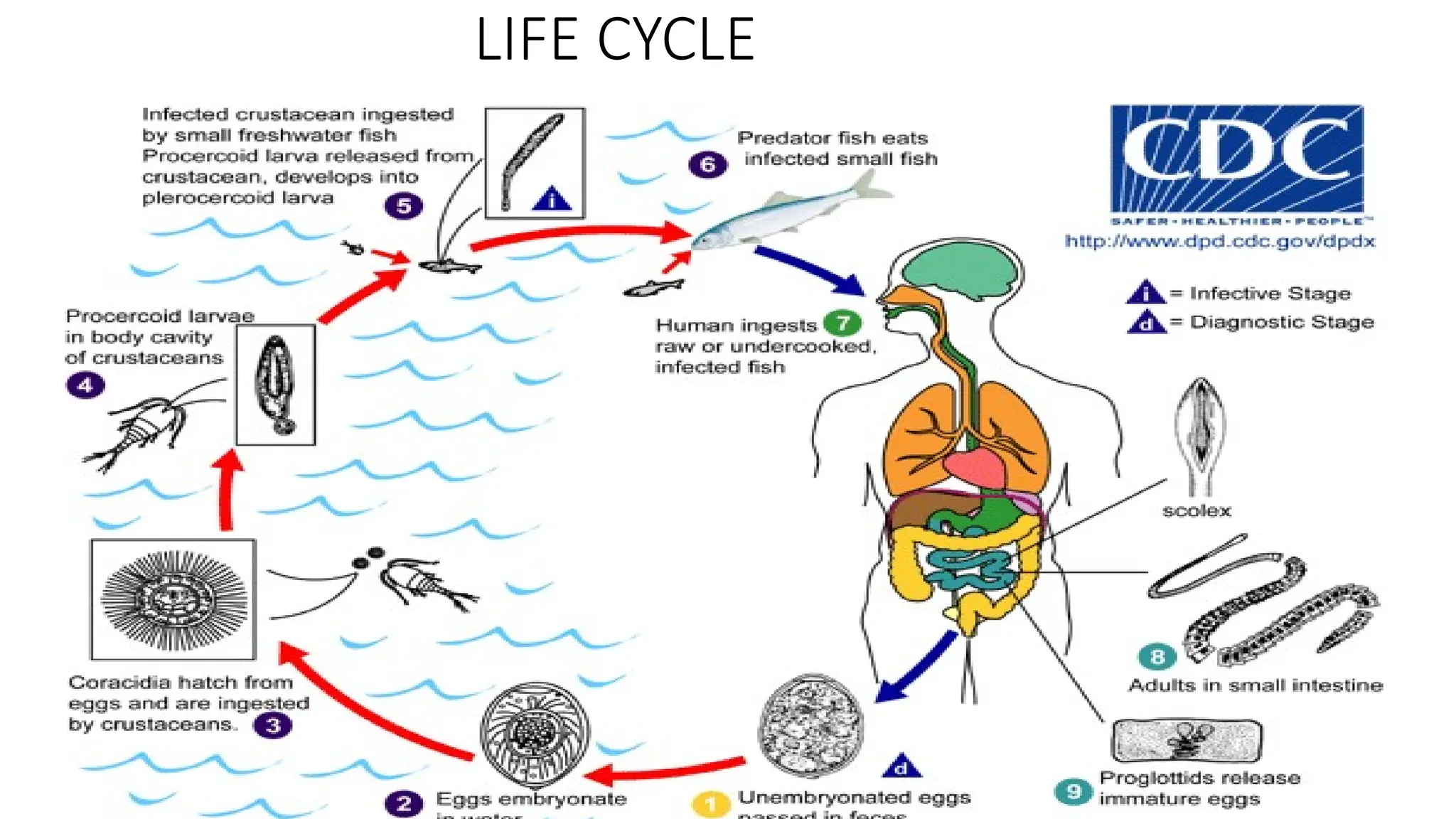 DIPHYLLOBOTHRIUM LATUM.pptx. . | PPTX