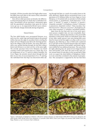 Diploglossus bilobatus pan lotzkat et al. 2010 | PDF
