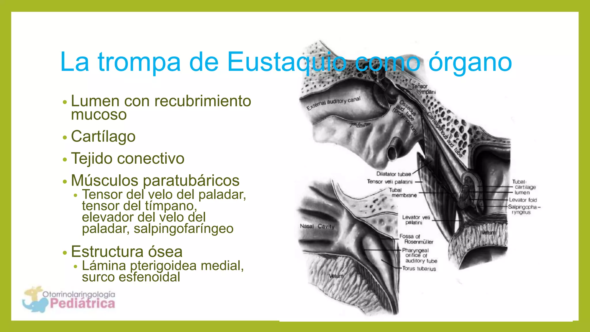 Nasofaringe, trompa de Eustaquio y oído medio: Anatomía, fisiología ...
