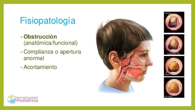 Nasofaringe, trompa de Eustaquio y oído medio: Anatomía, fisiología,