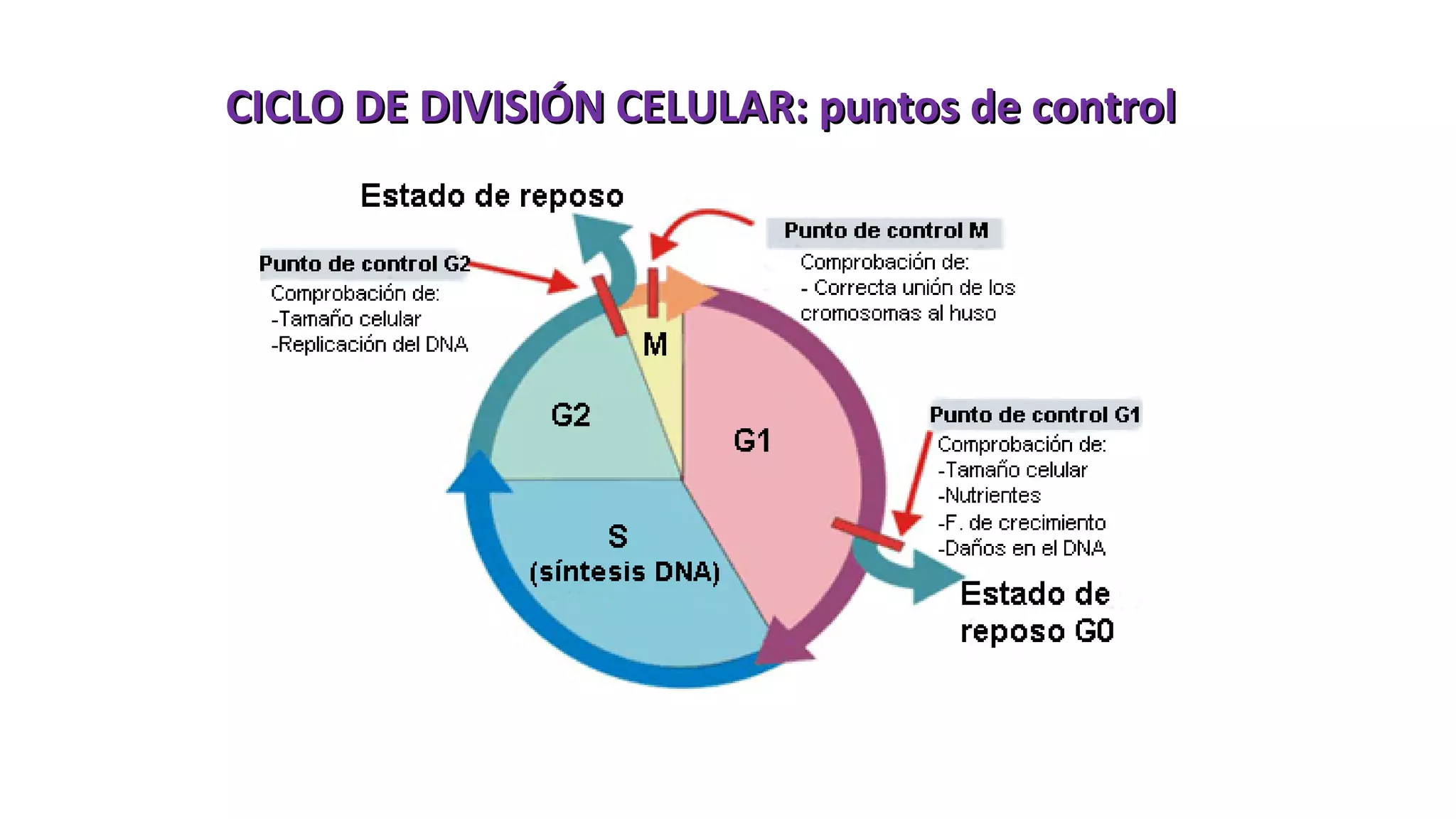 CONTROL DEL CICLO CELULAR; MITOSIS VS APOPTOSIS | PPT