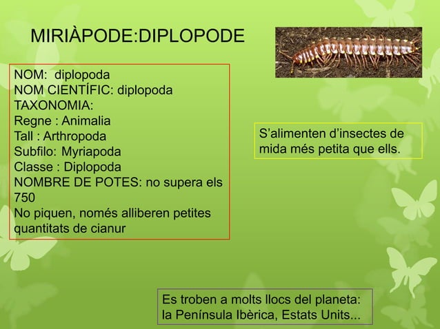 Diplopode | PPTX