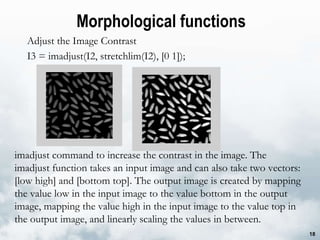 Dip Morphological | PPT