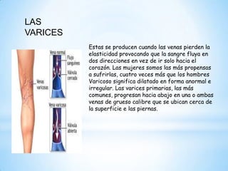 sistema digestivo y circulatorio | PPTX