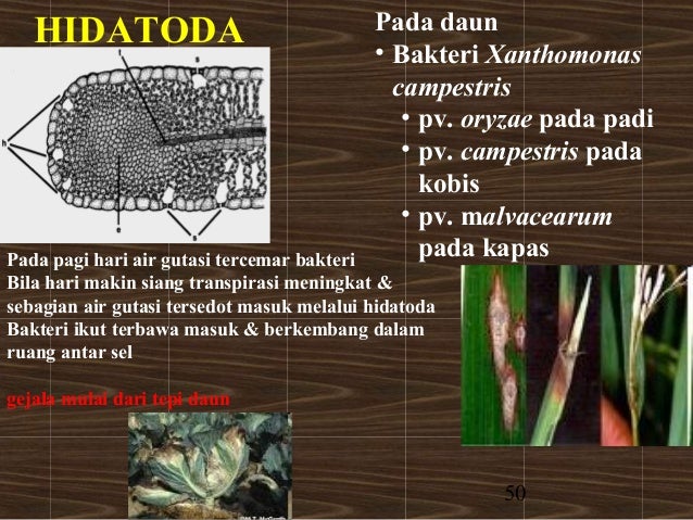 Dipt 06 patologi