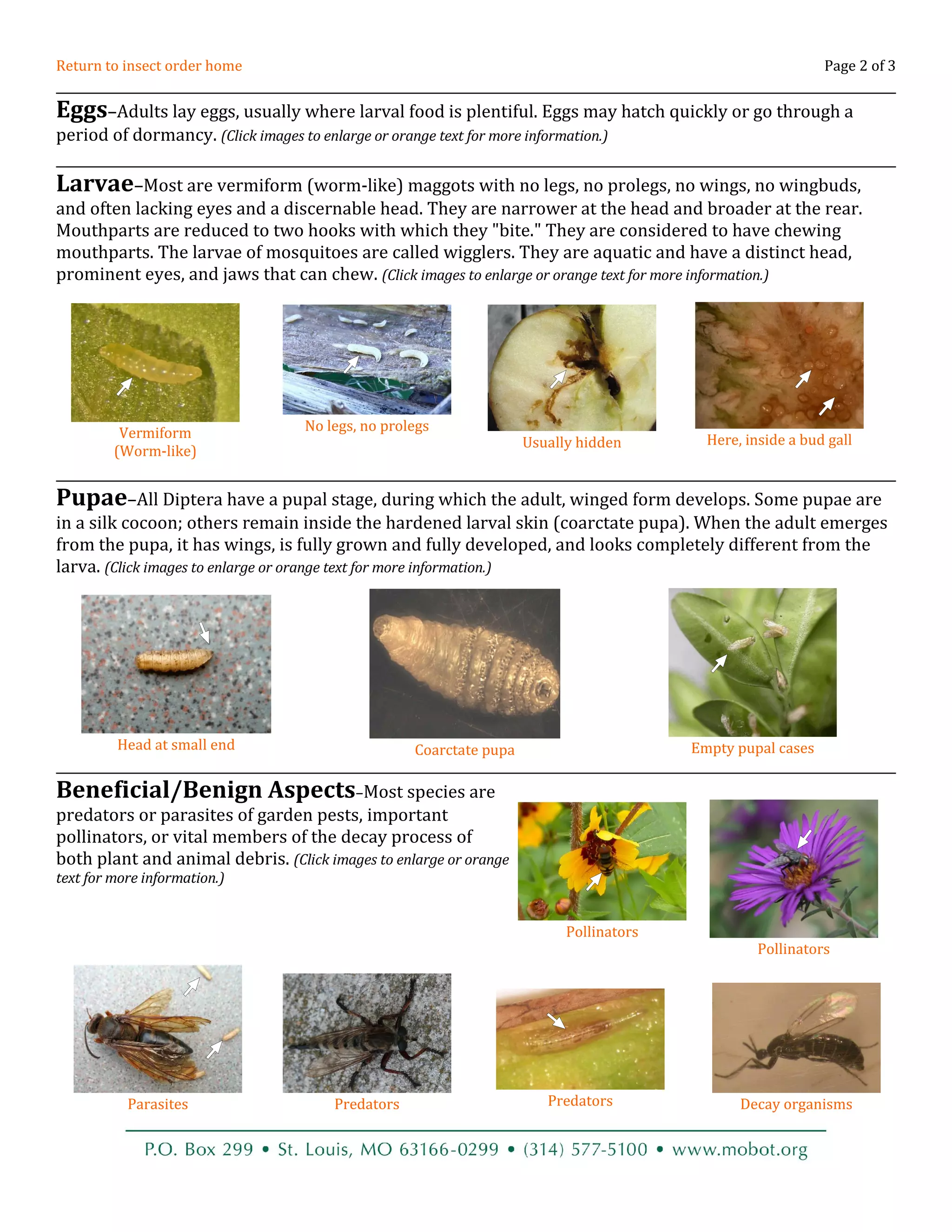 Diptera | PDF