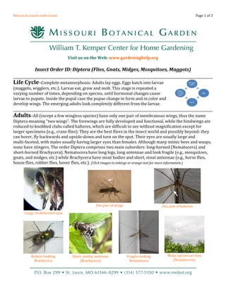 Diptera | PDF
