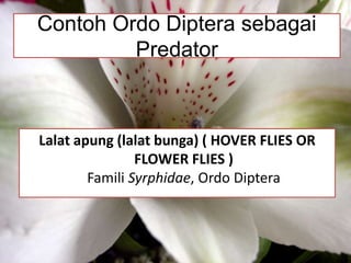 Diptera | PPT