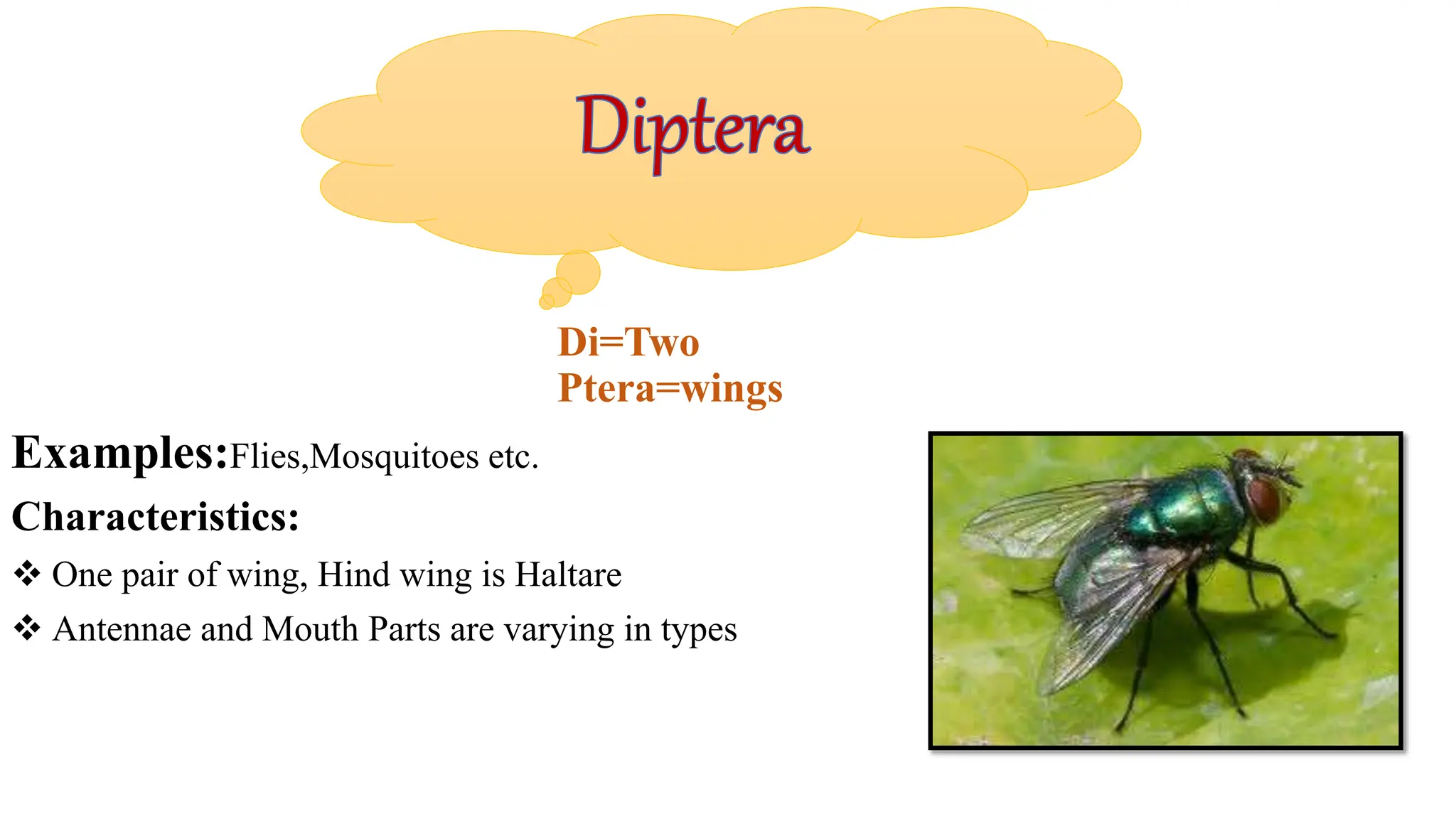 diptera oredr with important families of insect and their characteristics | PPTX