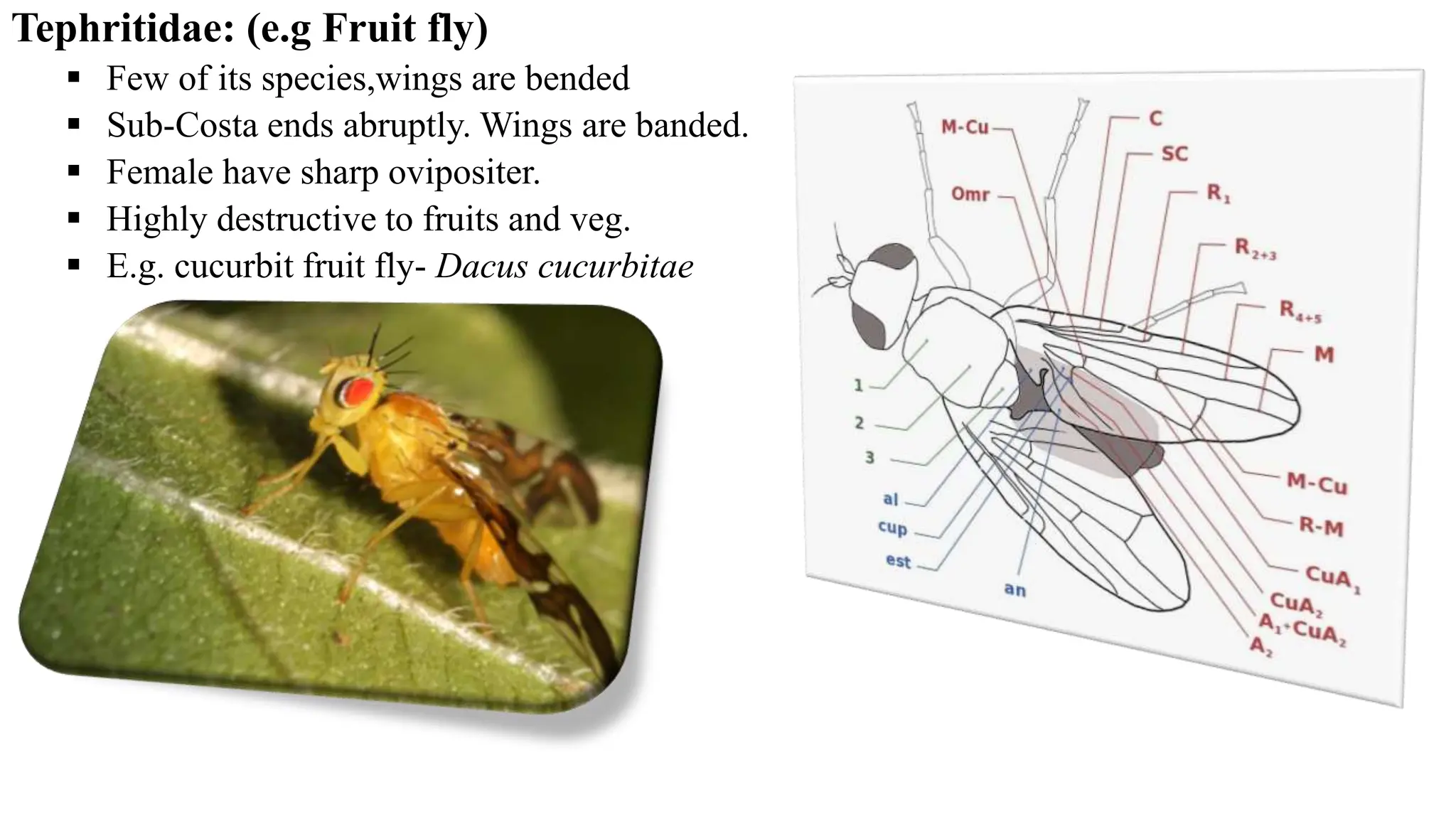 diptera oredr with important families of insect and their characteristics | PPTX
