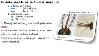 diptera oredr with important families of insect and their ...