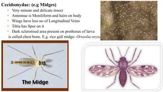 diptera oredr with important families of insect and their ...