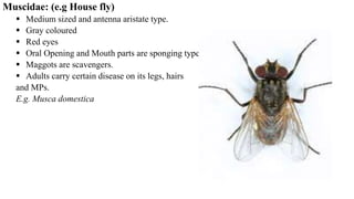 diptera oredr with important families of insect and their ...